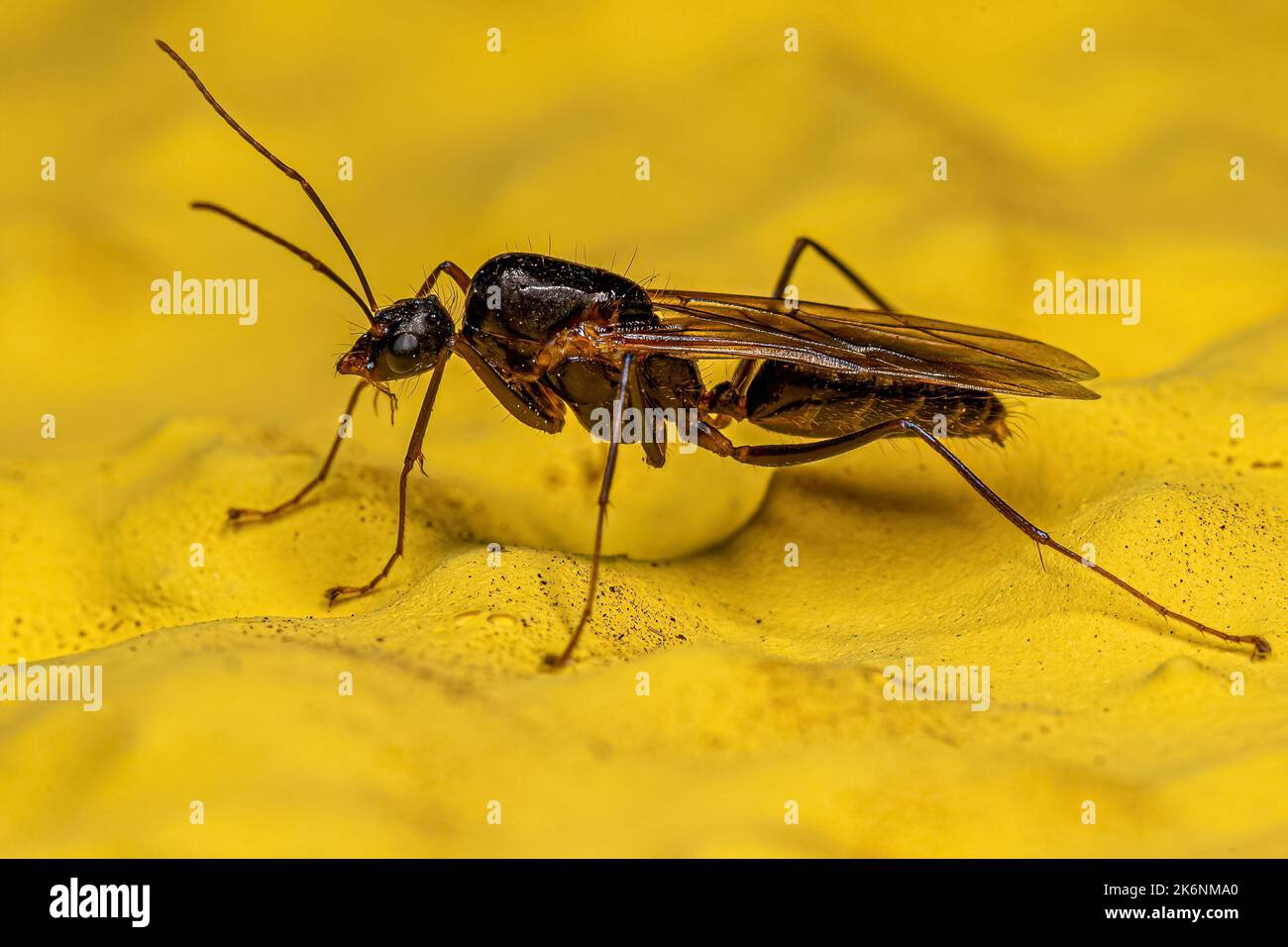 Adult Male Winged Carpenter Ant of the genus Camponotus Stock Photo - Alamy