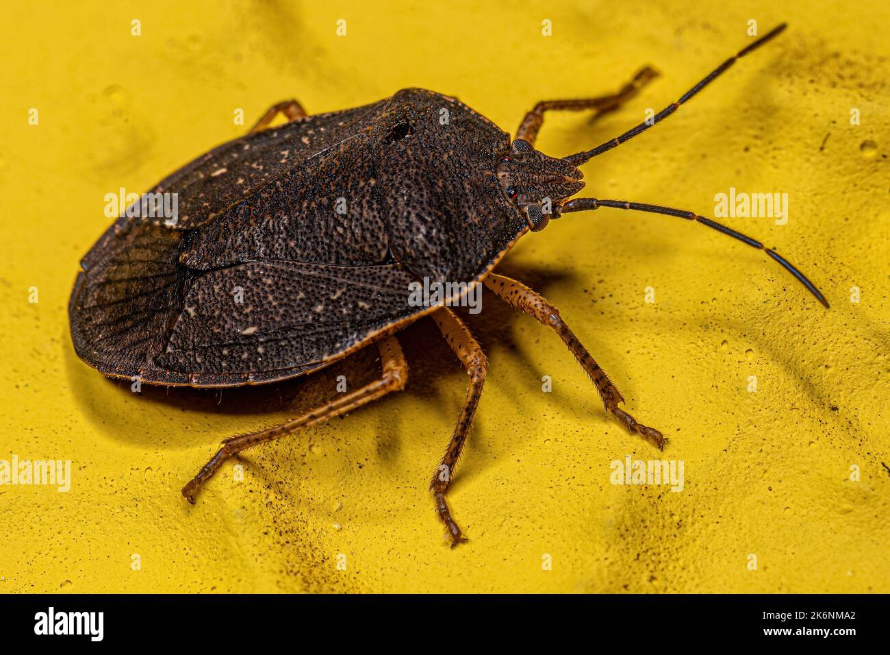 Hemipteran species hi-res stock photography and images - Alamy