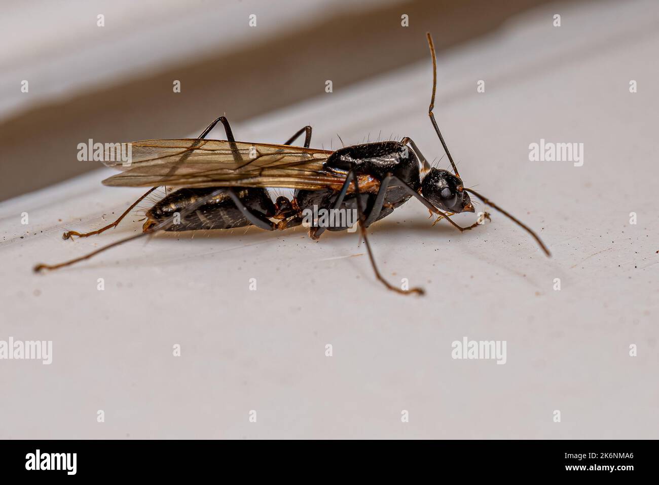 Adult Male Winged Carpenter Ant of the genus Camponotus Stock Photo - Alamy