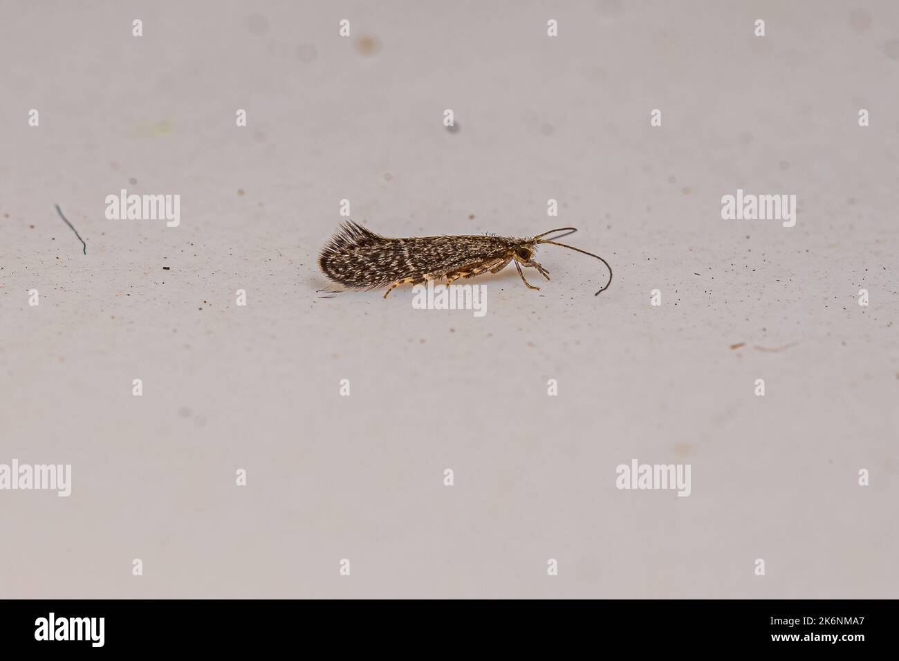 Adult Little Black Caddisfly Insect of the Family Glossosomatidae Stock ...