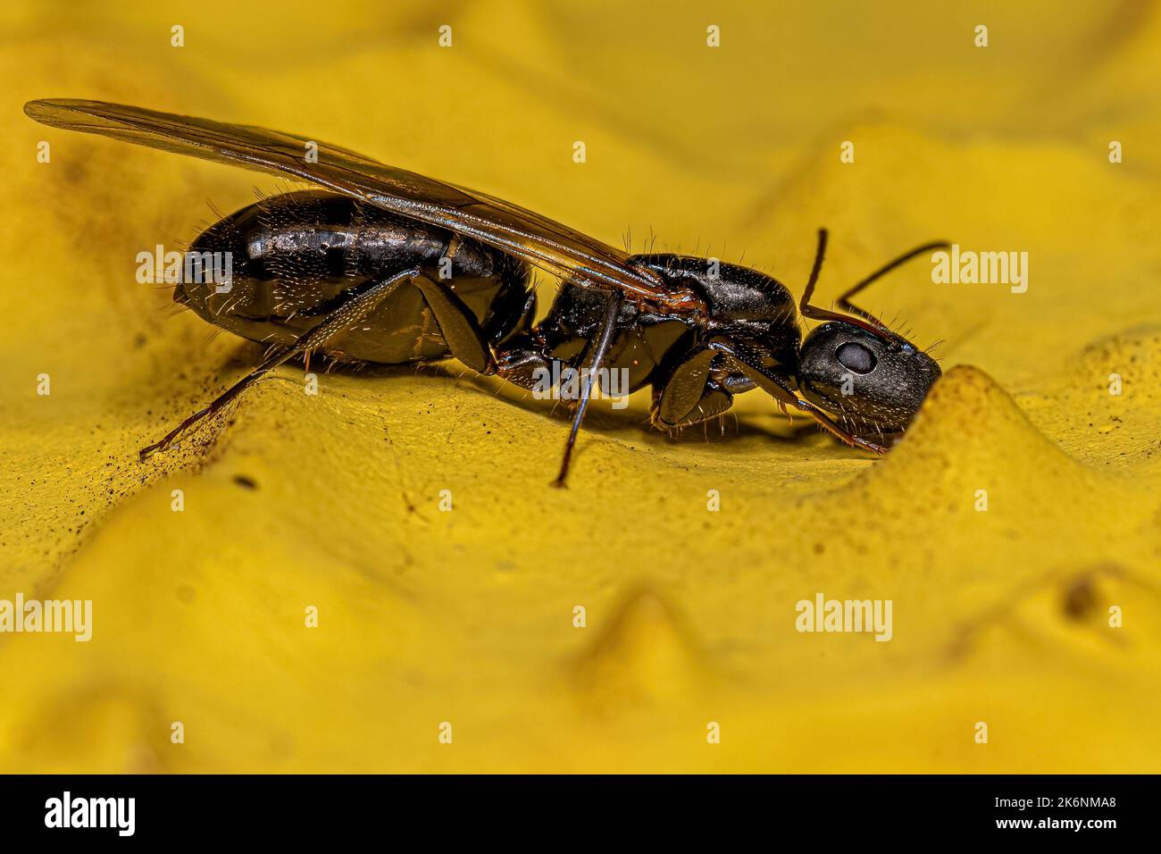 Adult Female Winged Carpenter Queen Ant of the genus Camponotus Stock ...