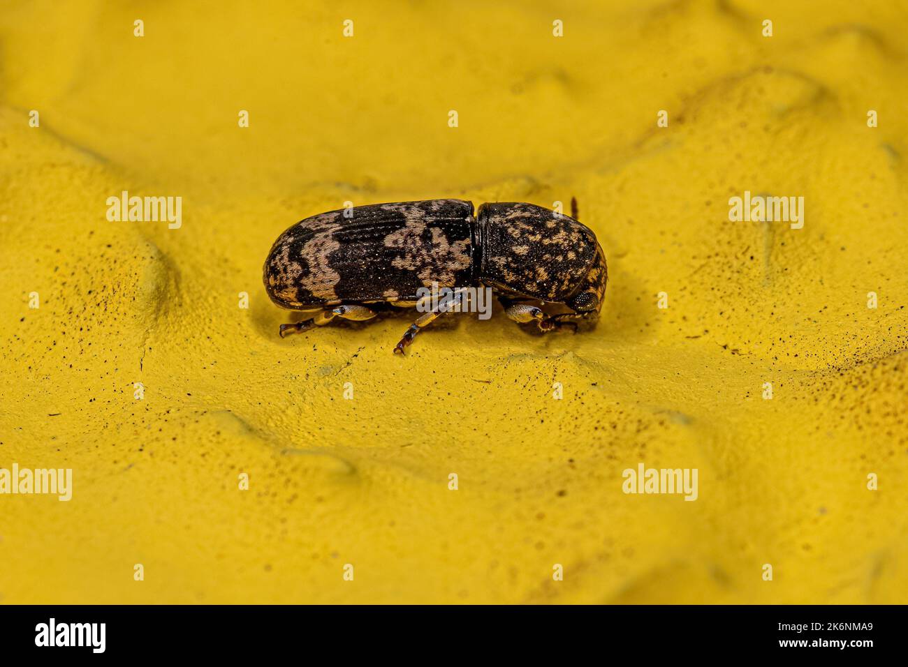Adult Fungus Weevil of the Family Anthribidae Stock Photo - Alamy