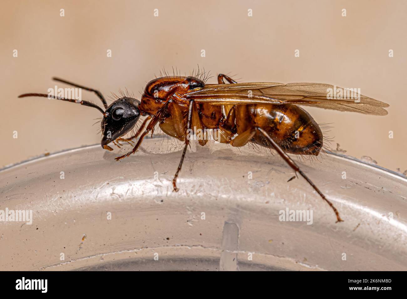 Adult Female Carpenter Queen Ant of the genus Camponotus Stock Photo ...