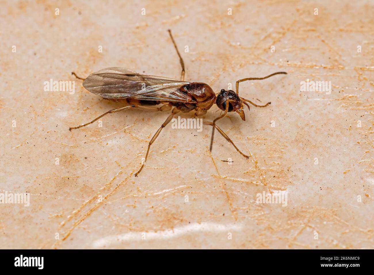 Adult Male Winged Ant of the Family Formicidae Stock Photo - Alamy
