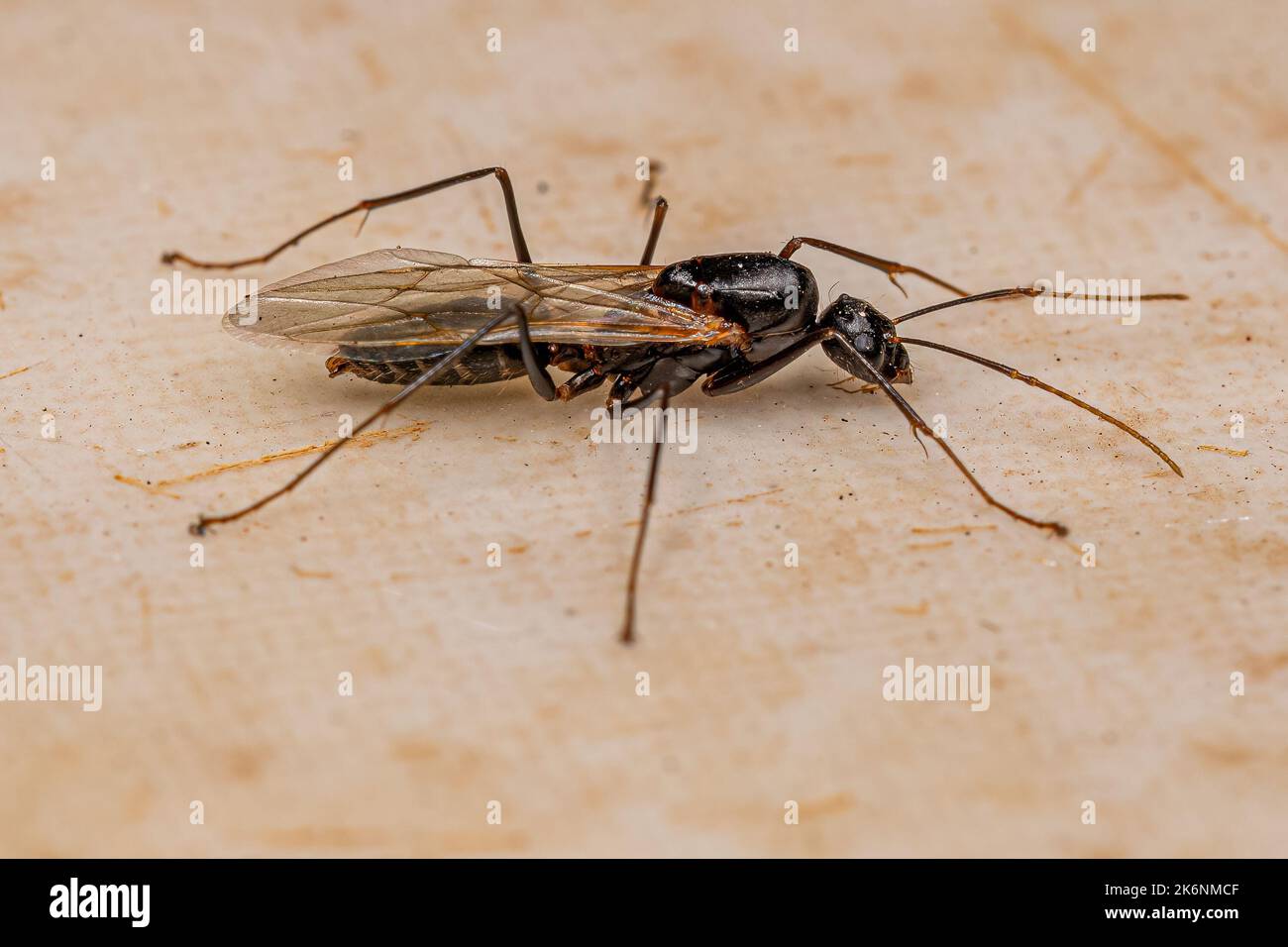 Adult Male Winged Carpenter Ant of the genus Camponotus Stock Photo - Alamy