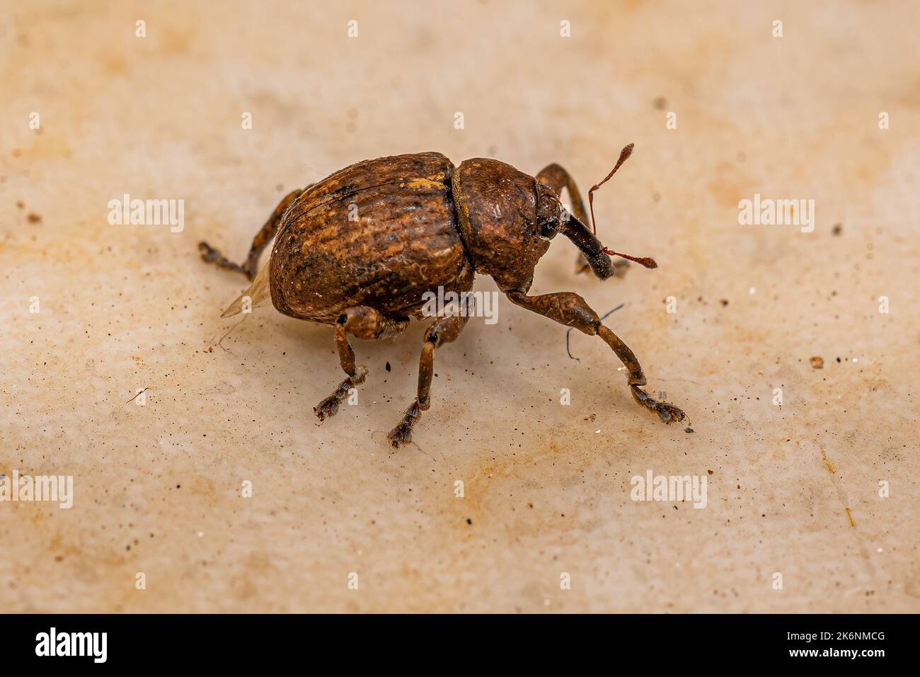 Adult True Weevil of the Family Curculionidae Stock Photo - Alamy