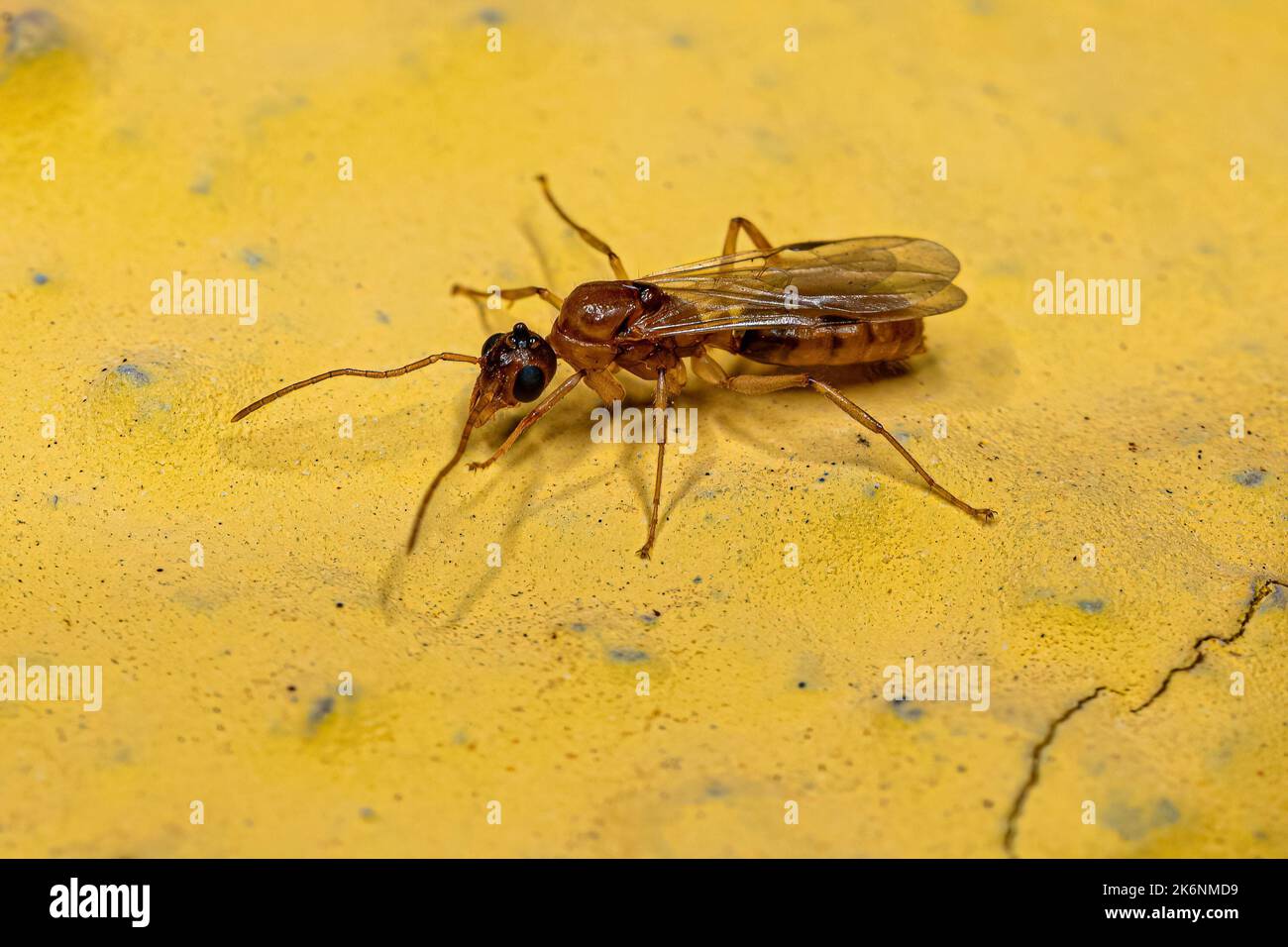 Adult Male Winged Ant of the Family Formicidae Stock Photo - Alamy