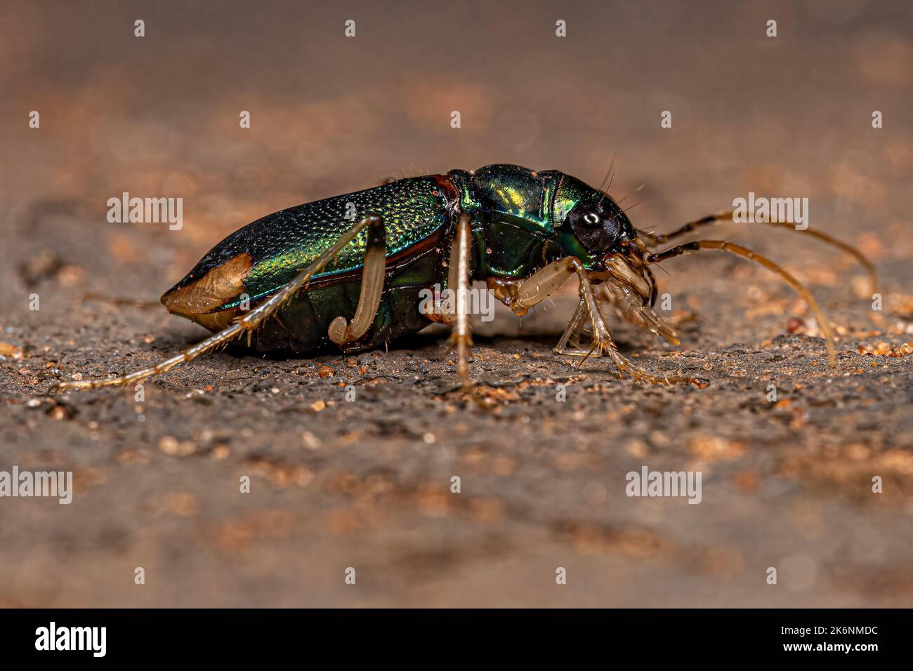Adult Metallic Tiger Beetle of the Genus Tetracha Stock Photo - Alamy