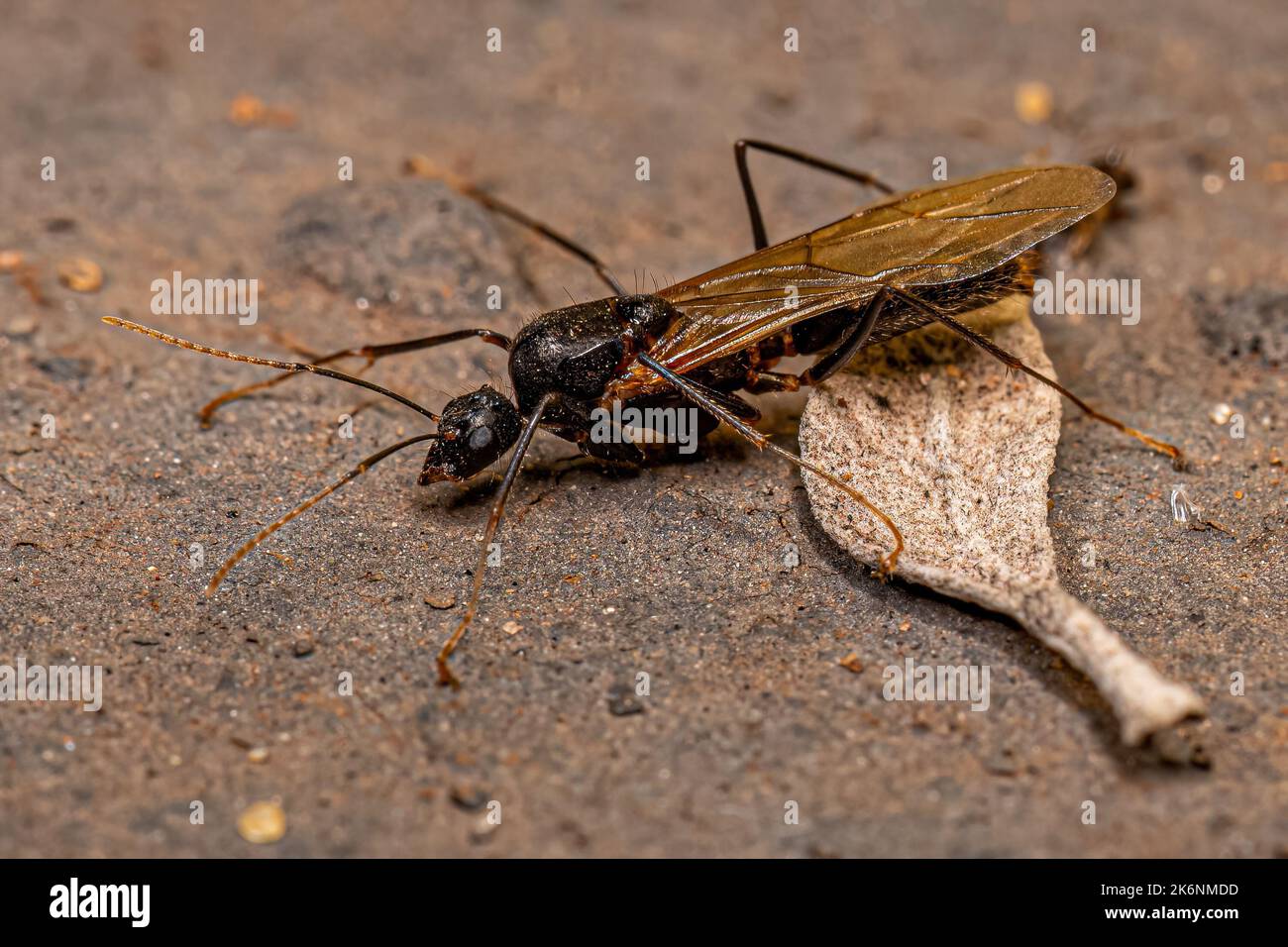 Adult Male Winged Carpenter Ant of the genus Camponotus Stock Photo - Alamy
