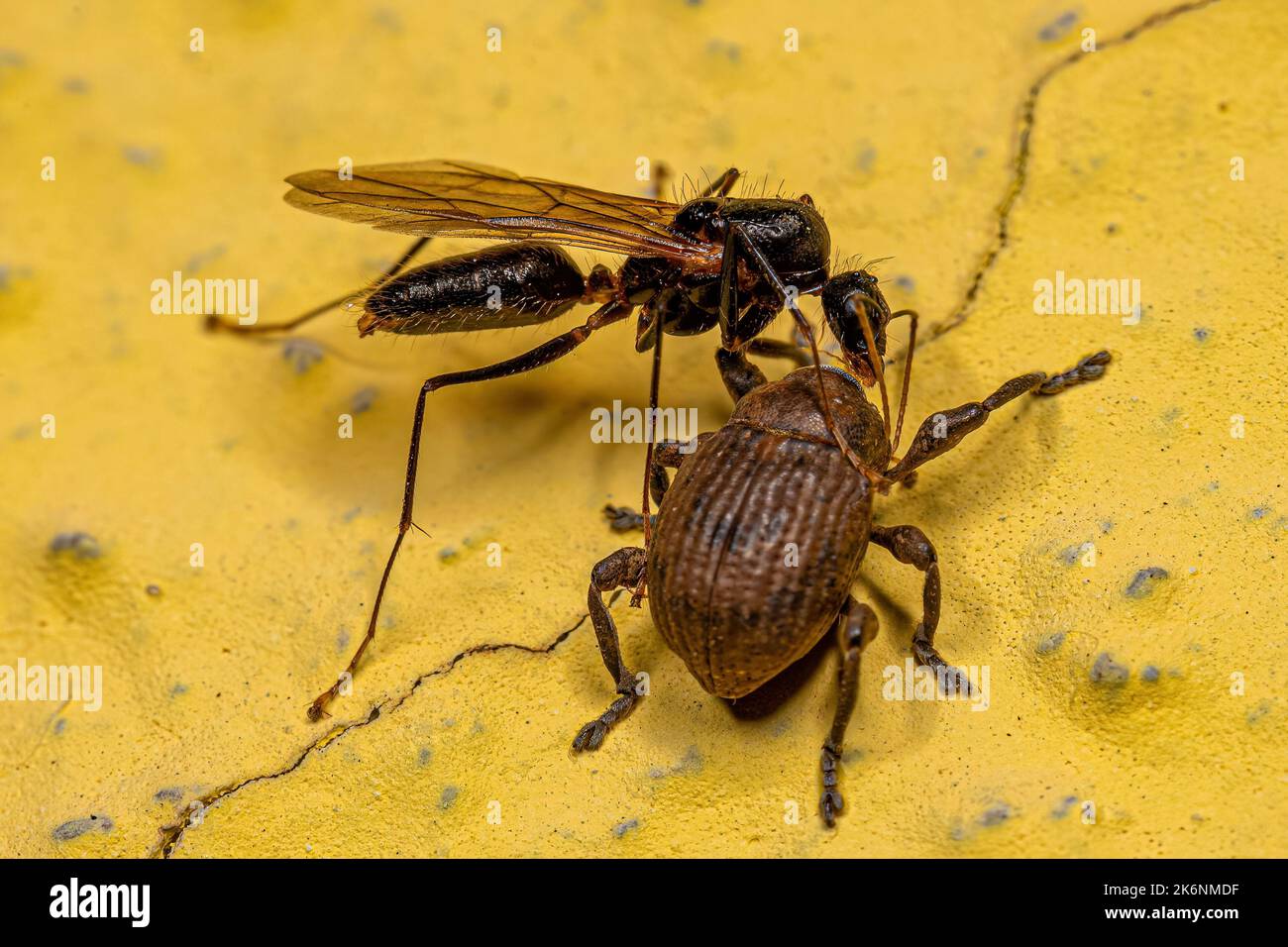 Adult Male Winged Carpenter Ant of the genus Camponotus and an Adult ...