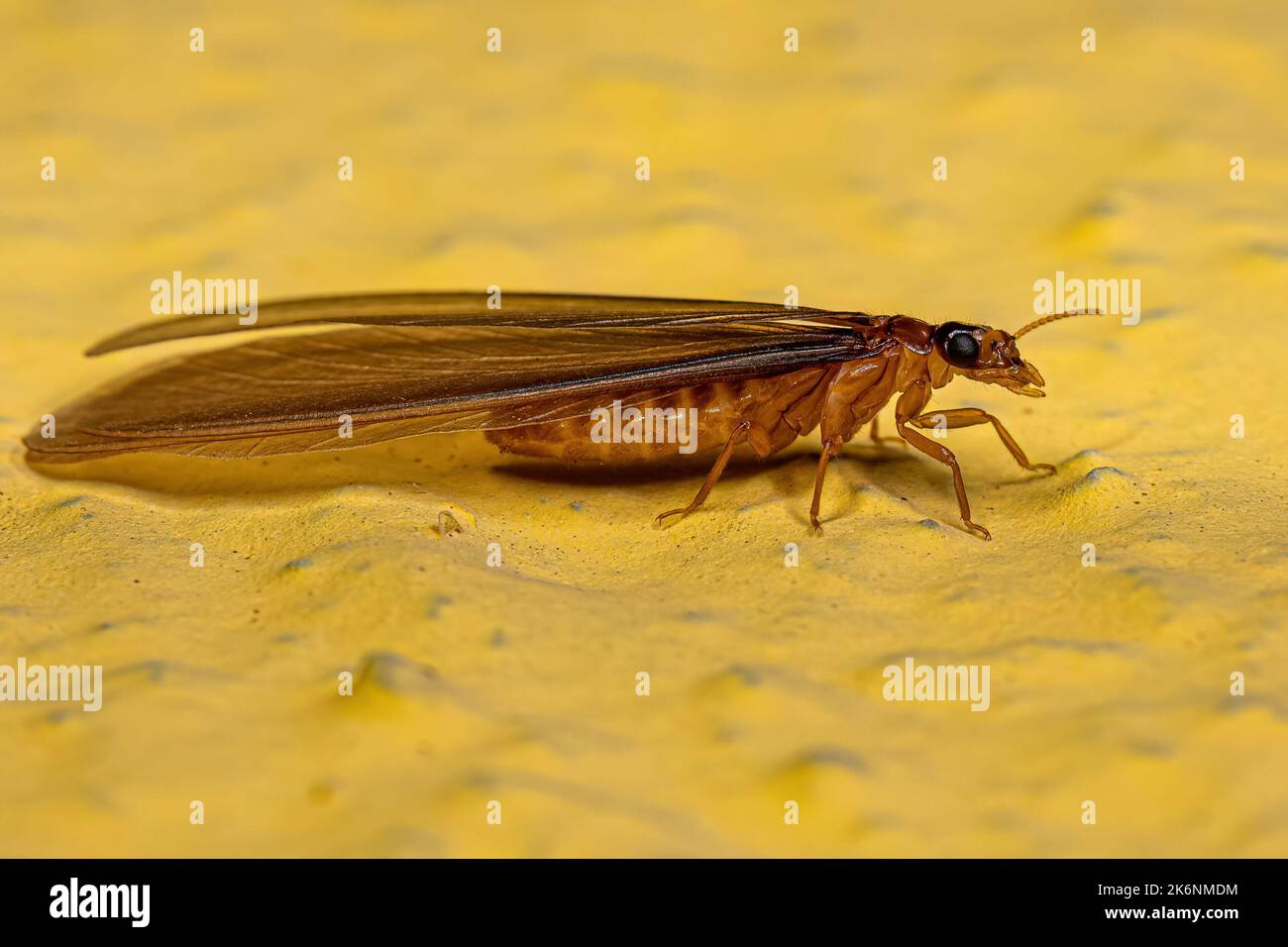 Adult Higher Termite of the Family Termitidae Stock Photo - Alamy