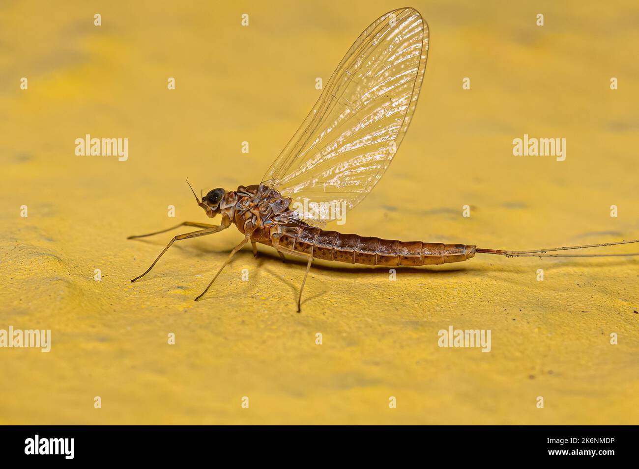 Adult Female Mayfly of the Order Ephemeroptera Stock Photo - Alamy
