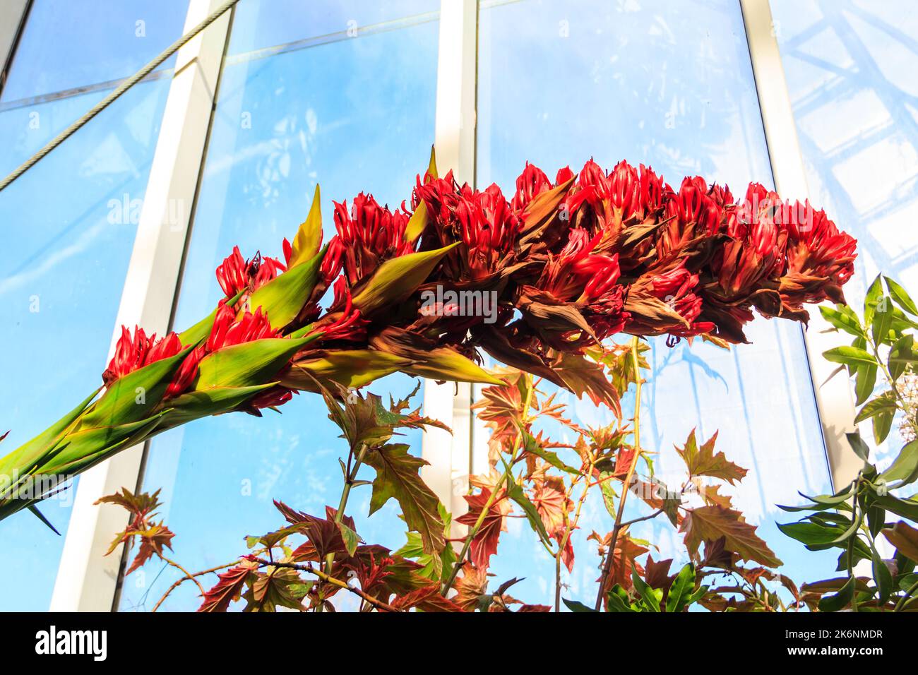 Beautiful blooming giant spear lily (Doryanthes palmeri) in greenhouse ...