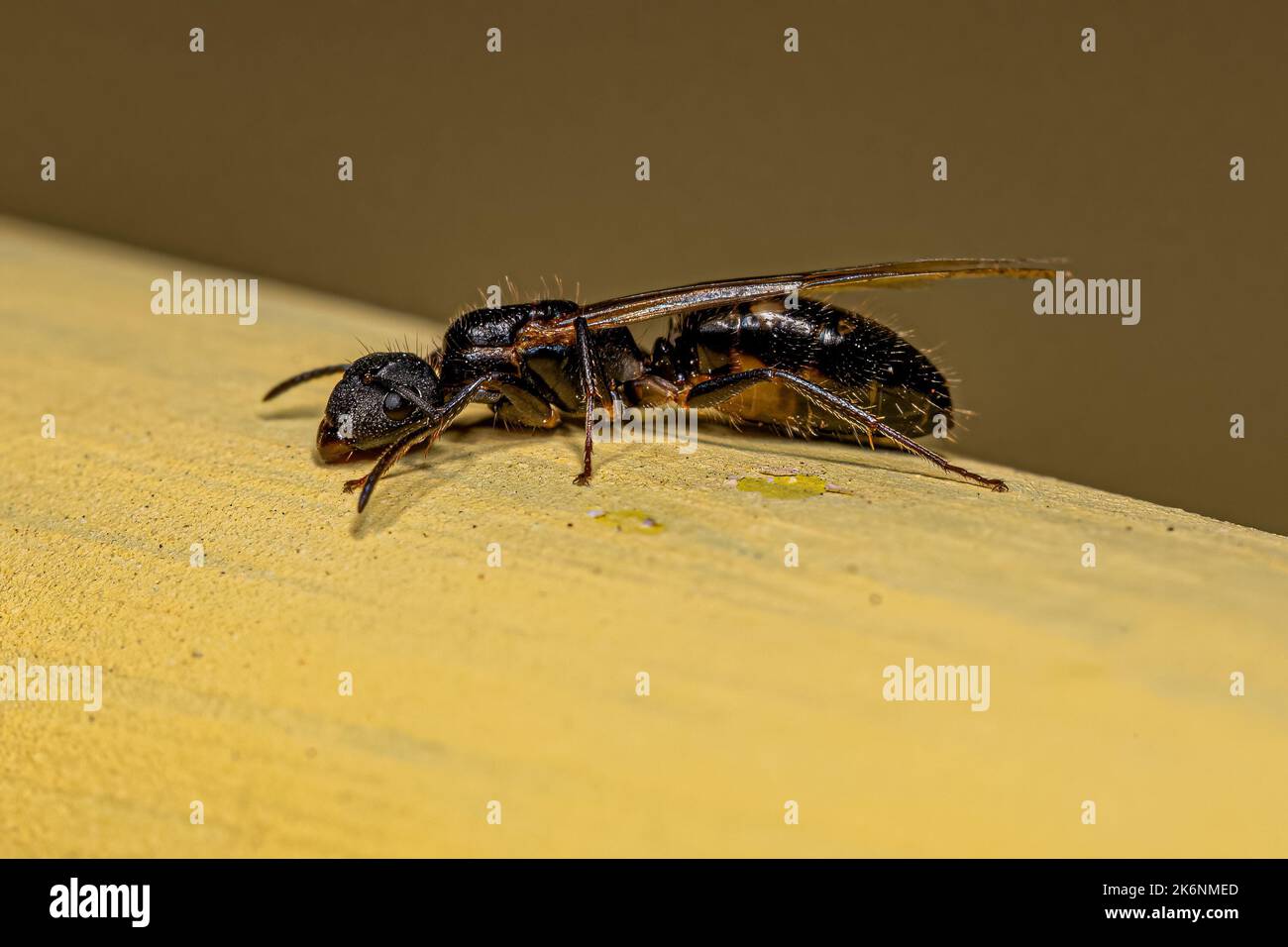 Adult Female Winged Carpenter Queen Ant of the genus Camponotus Stock ...