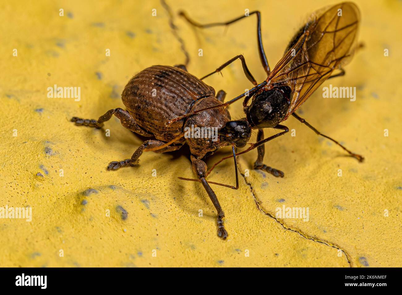 Adult Male Winged Carpenter Ant of the genus Camponotus and an Adult ...