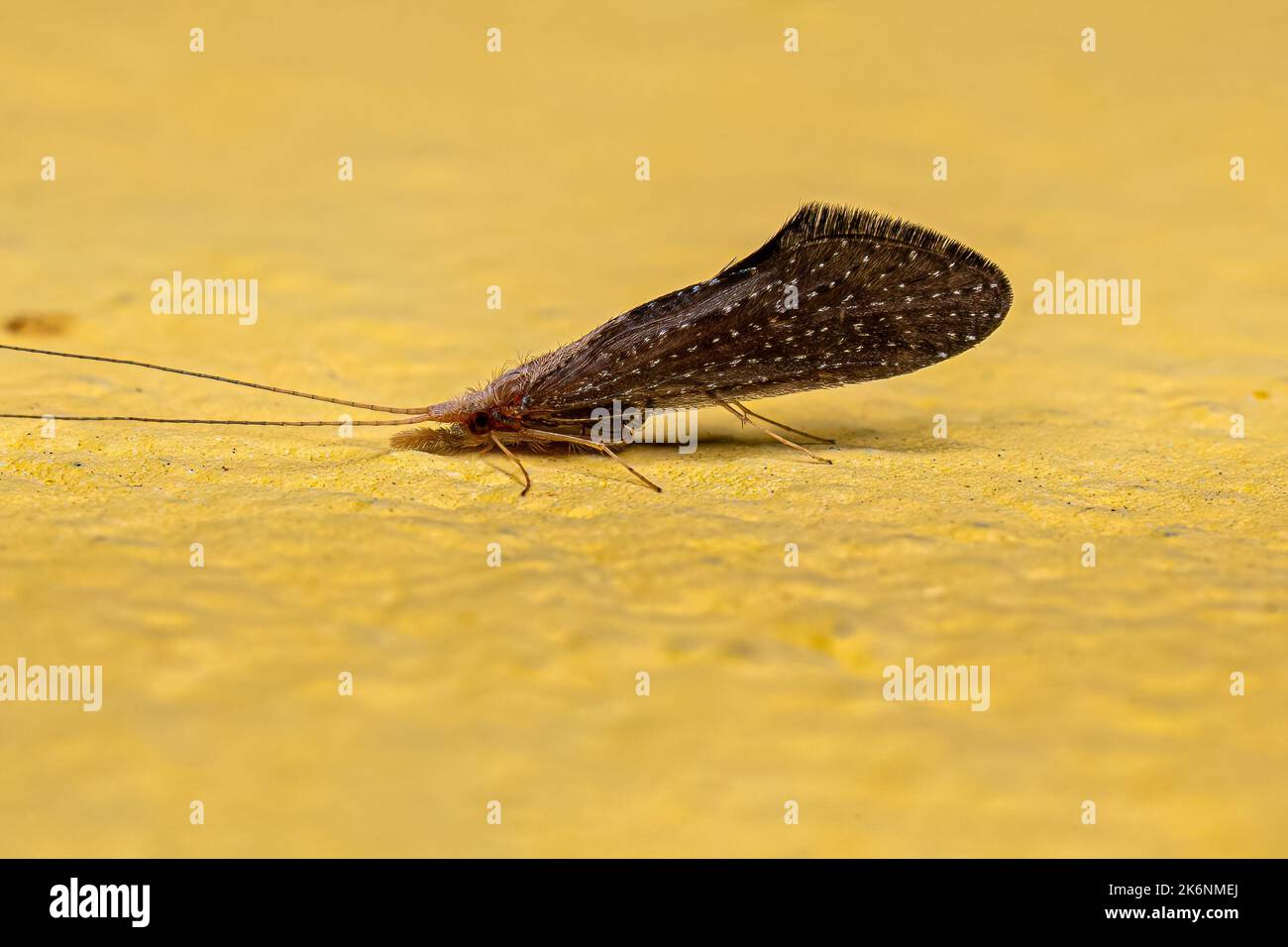 Helicopsychidae hi-res stock photography and images - Alamy