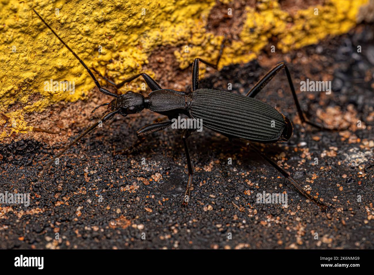 Adult False Bombardier Beetle of the Genus Galerita Stock Photo - Alamy