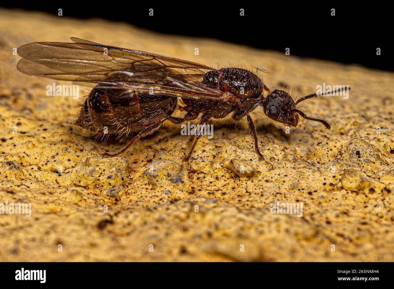 Adult Female Cocktail Ant Queen of the Genus Crematogaster Stock Photo ...