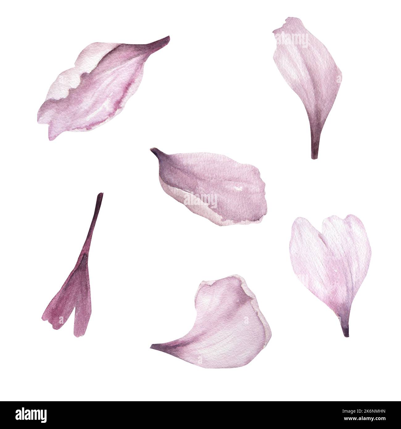 Watercolor illustration of delicate rose petals in different shapes ...