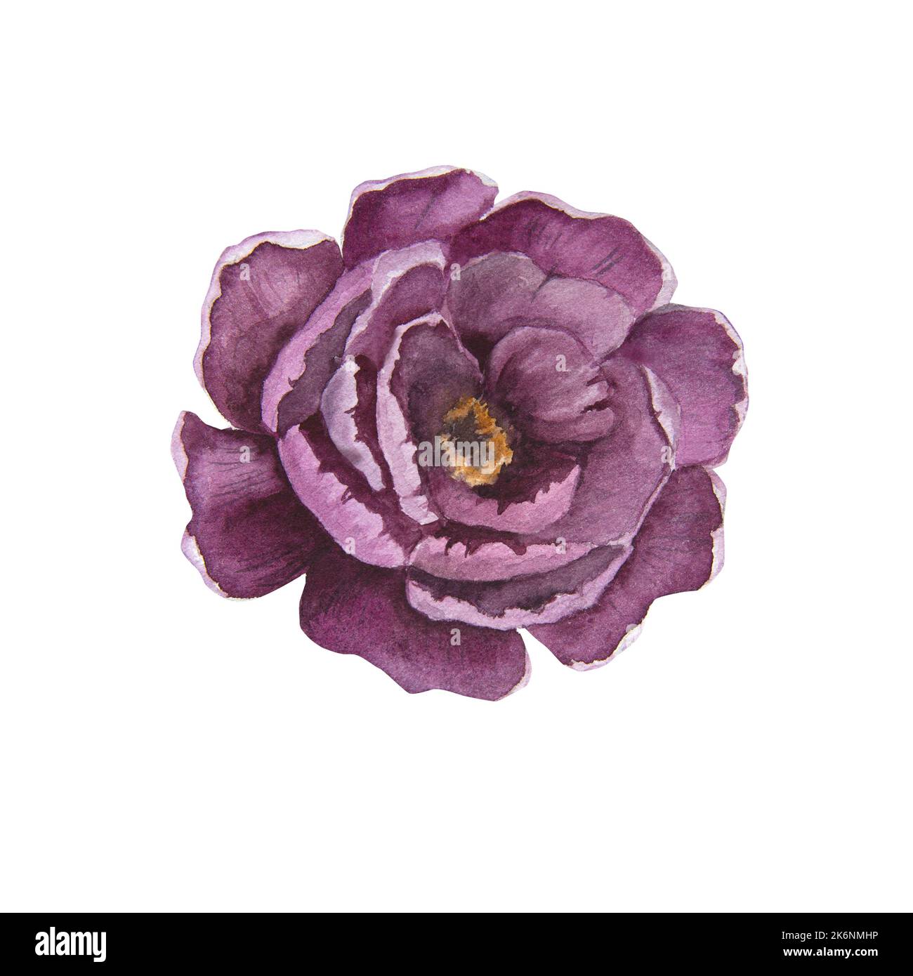 Watercolor illustration of delicate violet peony flower isolated. Can ...