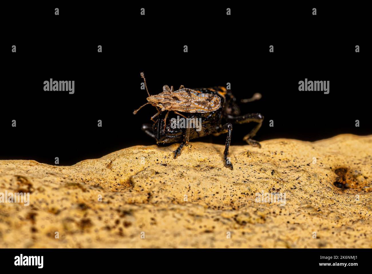 Adult True Weevil of the Species Tyloderma fasciatum with an Adult Lace ...