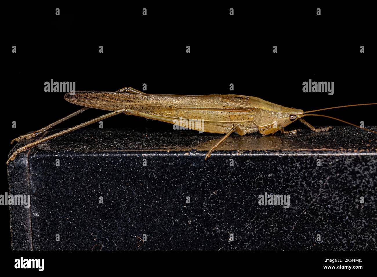 Adult Common Conehead of the Genus Neoconocephalus Stock Photo - Alamy