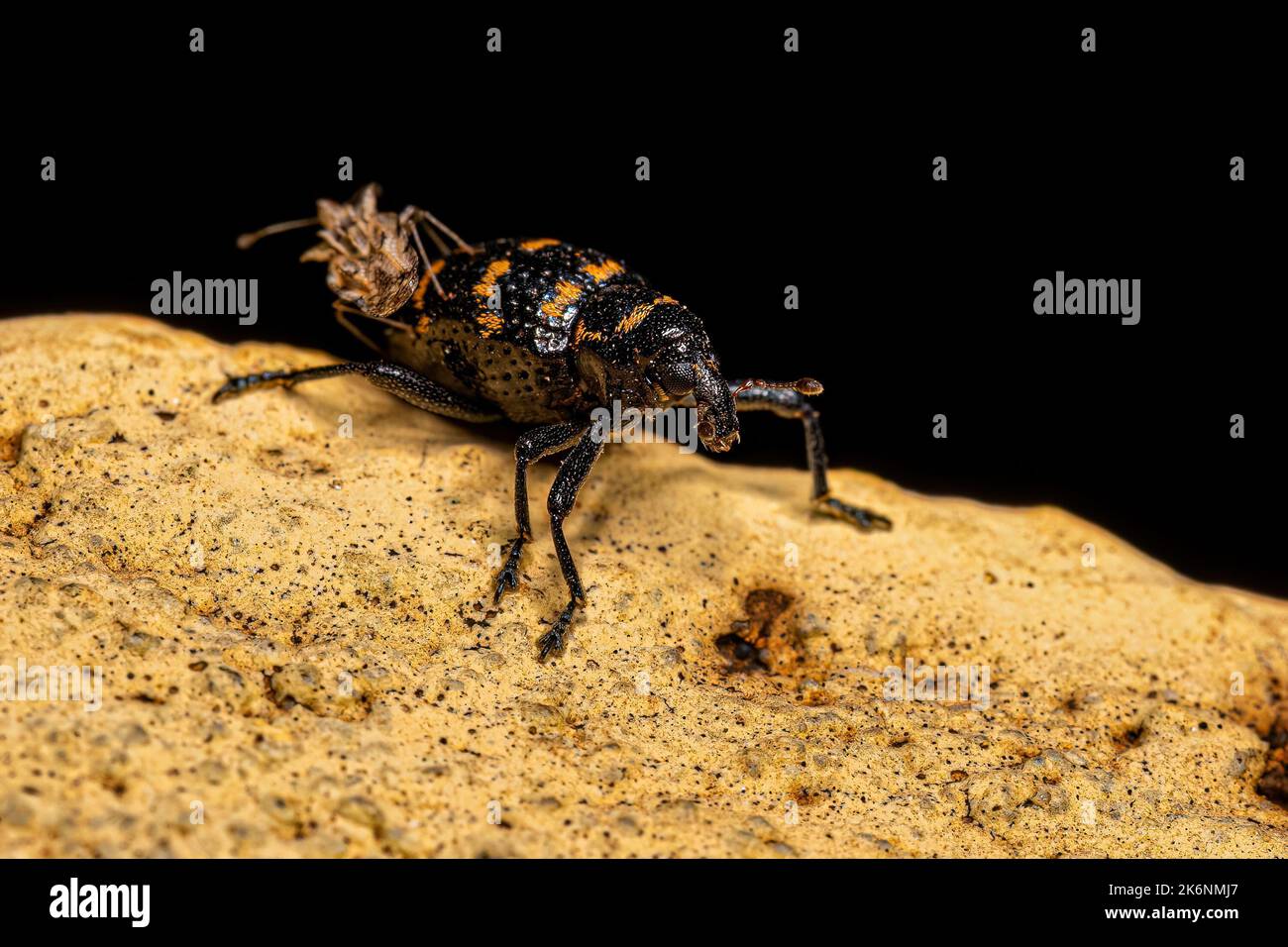 Adult True Weevil of the Species Tyloderma fasciatum with an Adult Lace ...