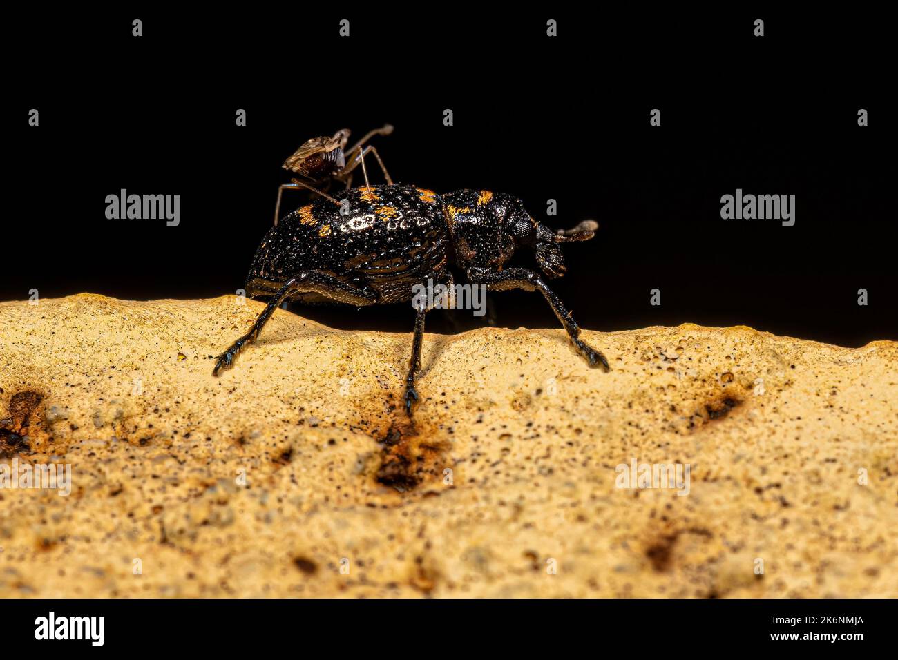 Adult True Weevil of the Species Tyloderma fasciatum with an Adult Lace ...