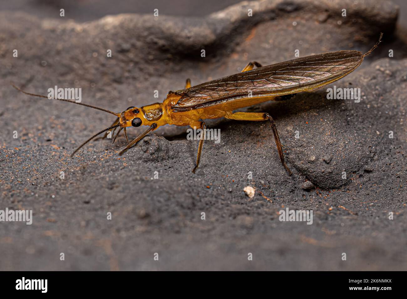 Neoperlini hi-res stock photography and images - Alamy