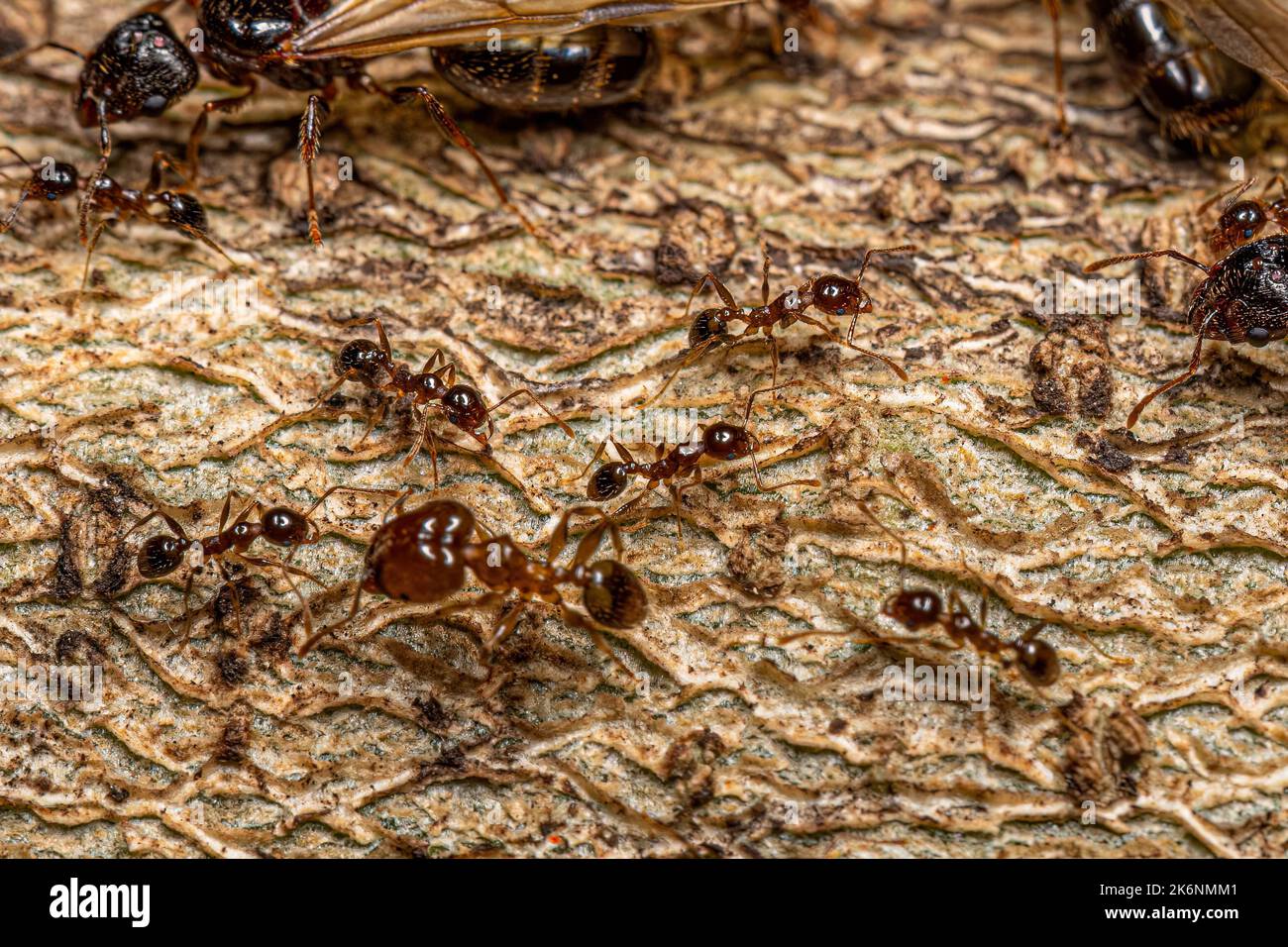Adult Female Big-headed Ants of the Genus Pheidole Stock Photo - Alamy