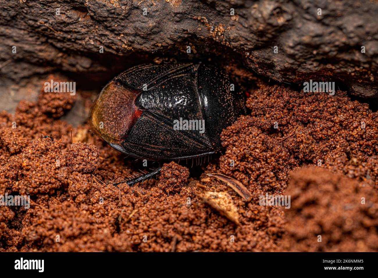 Adult Burrowing Bug of the Family Cydnidae Stock Photo - Alamy