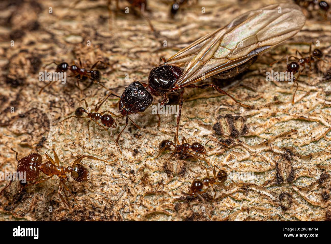 Adult Female Big-headed Ants of the Genus Pheidole Stock Photo - Alamy