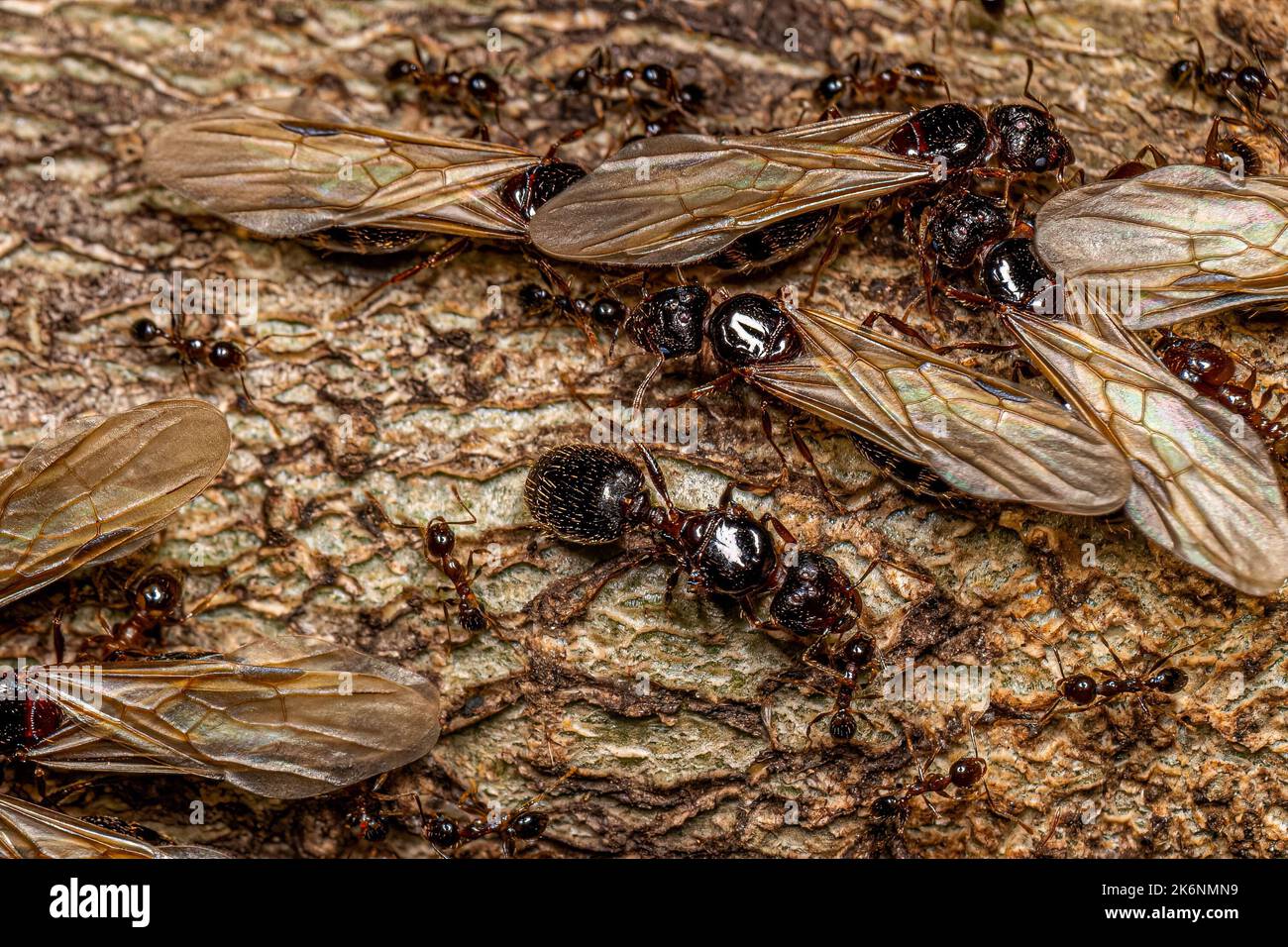 Adult Female Big-headed Ants of the Genus Pheidole Stock Photo - Alamy