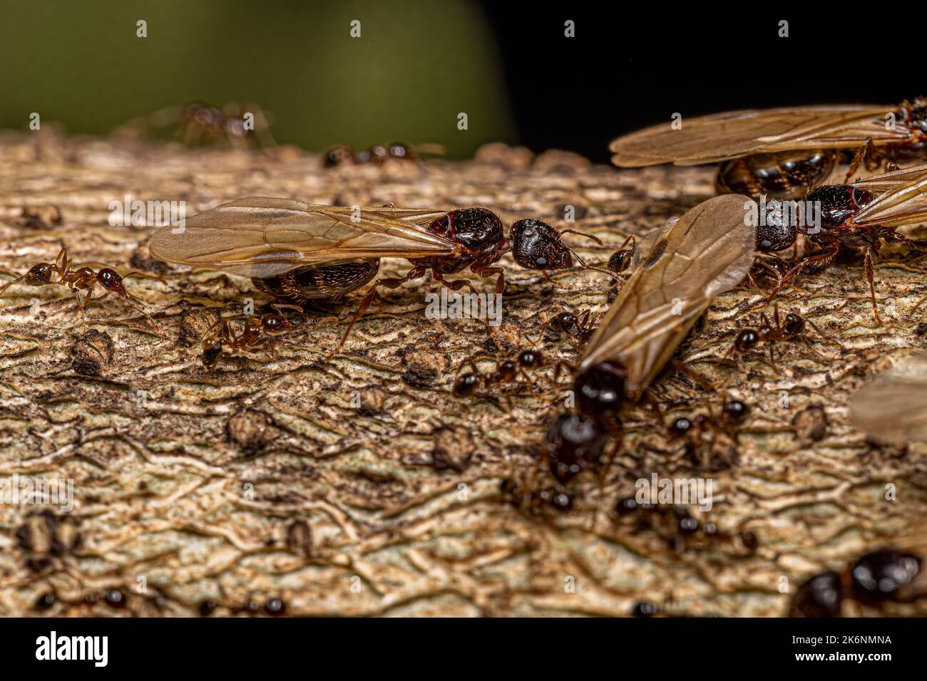 Adult Female Big-headed Ants of the Genus Pheidole Stock Photo - Alamy