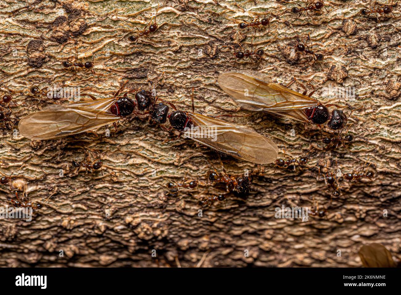 Adult Female Big-headed Ants of the Genus Pheidole Stock Photo - Alamy