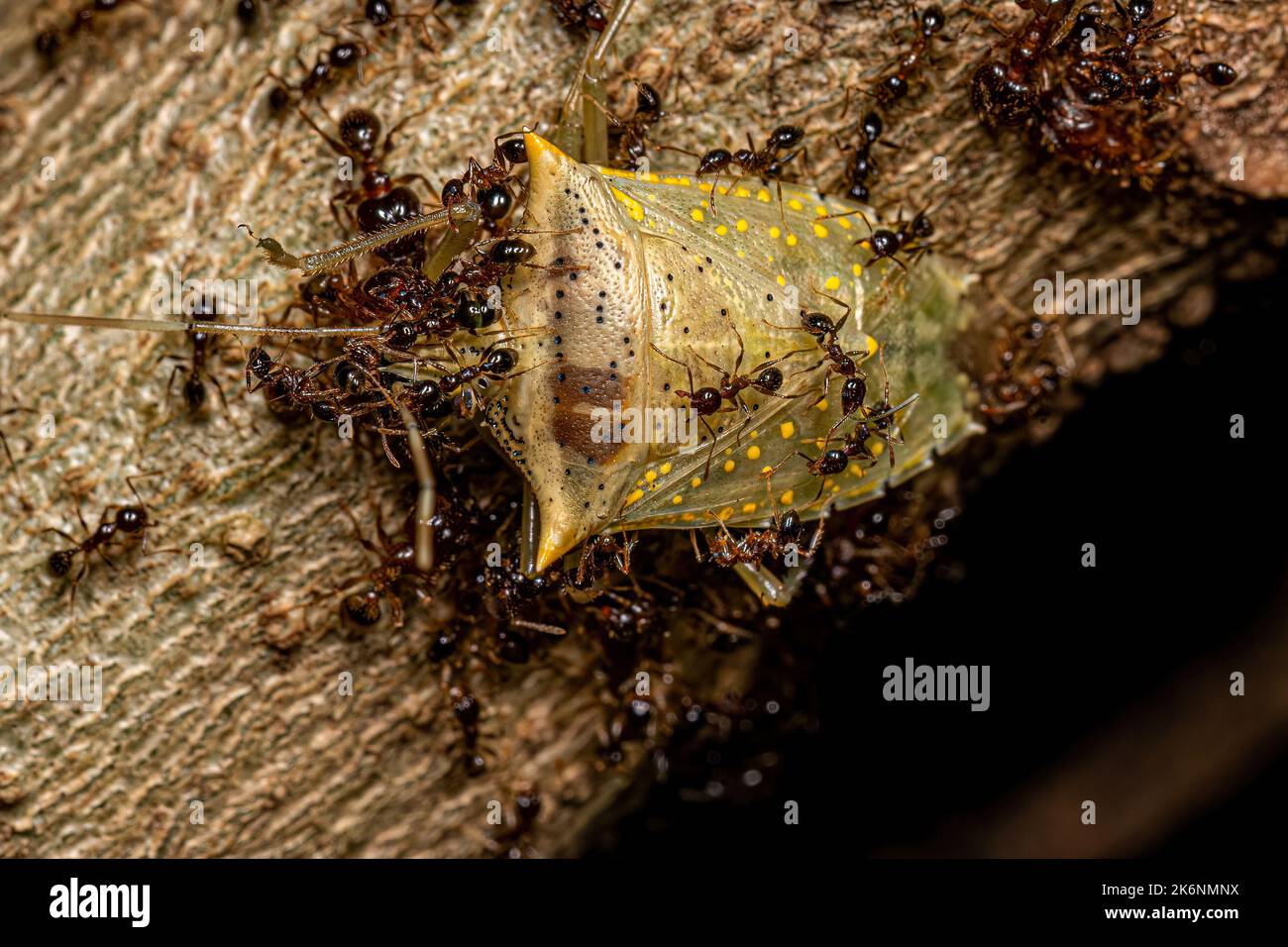 Adult Female Big-headed Ants of the Genus Pheidole preying on an adult ...