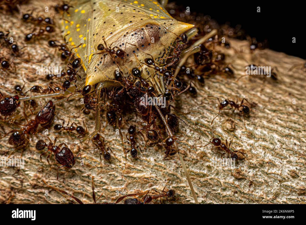 Adult Female Big-headed Ants of the Genus Pheidole preying on an adult ...