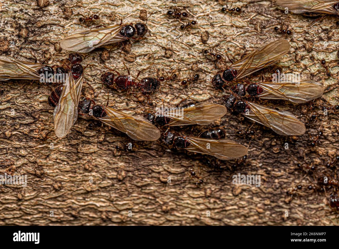 Adult Female Big-headed Ants of the Genus Pheidole Stock Photo - Alamy