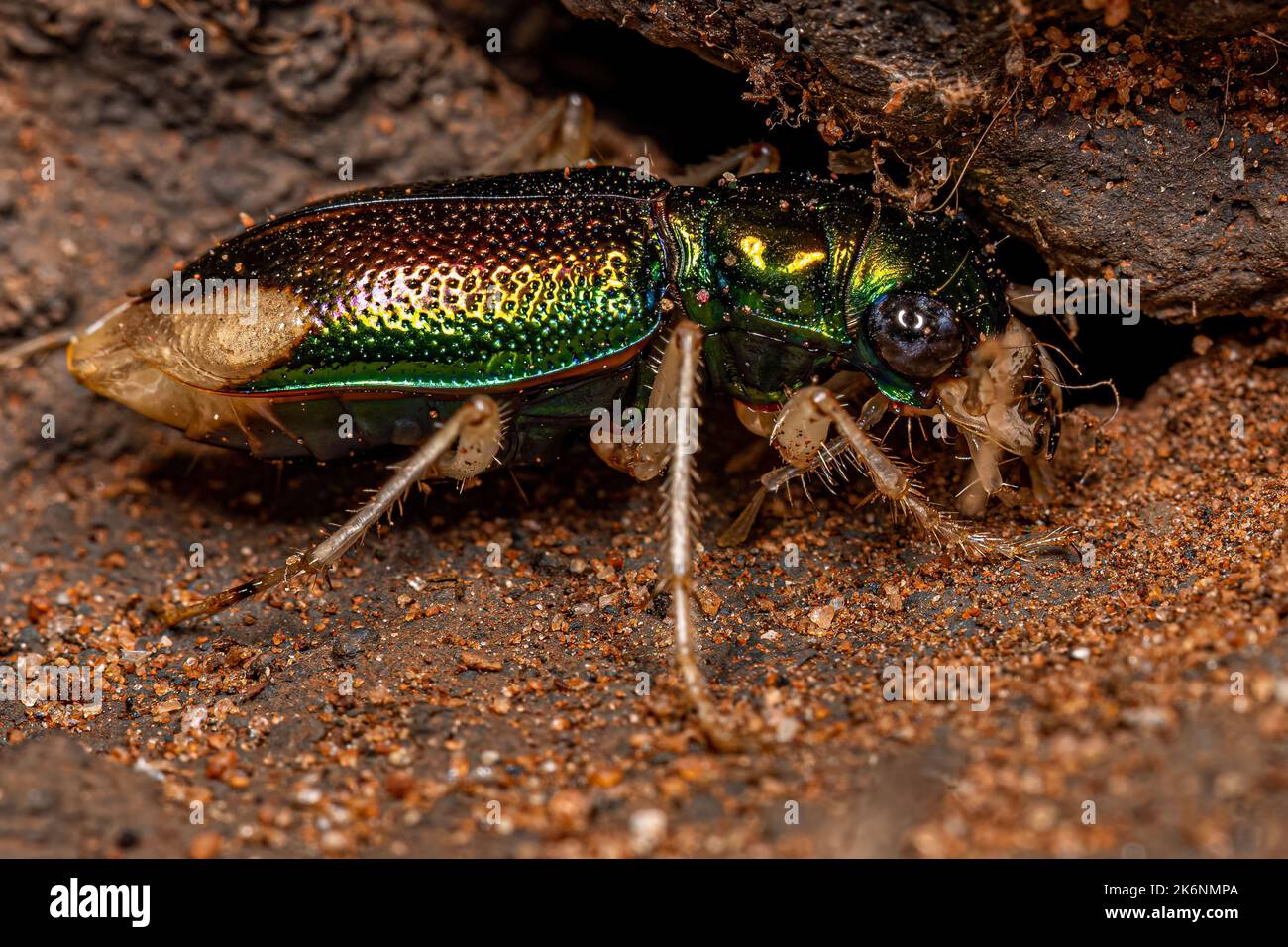 Adult Metallic Tiger Beetle of the Genus Tetracha Stock Photo - Alamy