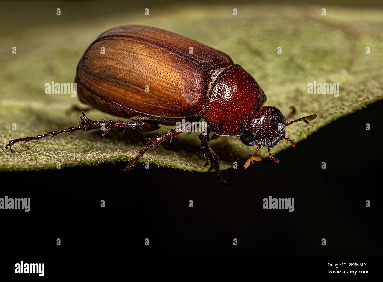 Adult June Beetle of the Subfamily Melolonthinae Stock Photo - Alamy