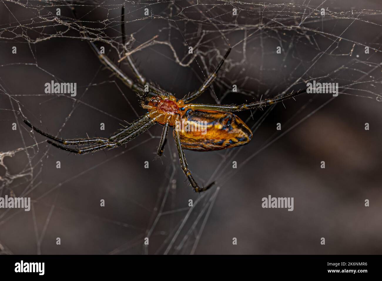 Small Basilica Orbweaver Spider of the species Mecynogea lemniscata ...