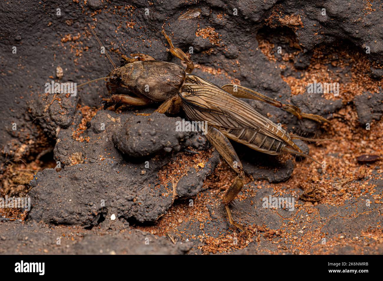 Adult Mole Cricket of the Family Gryllotalpidae Stock Photo - Alamy
