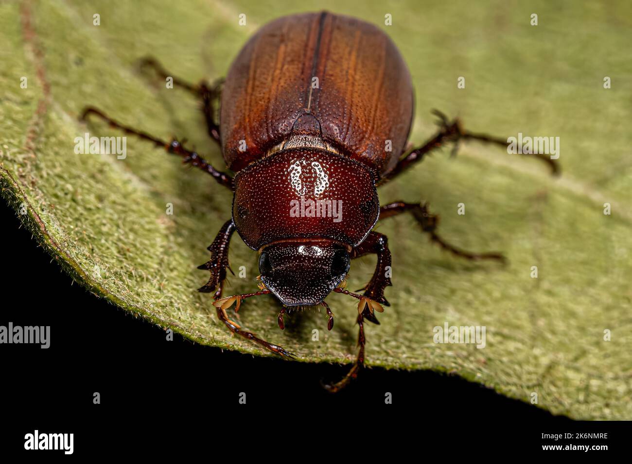 Adult June Beetle of the Subfamily Melolonthinae Stock Photo - Alamy