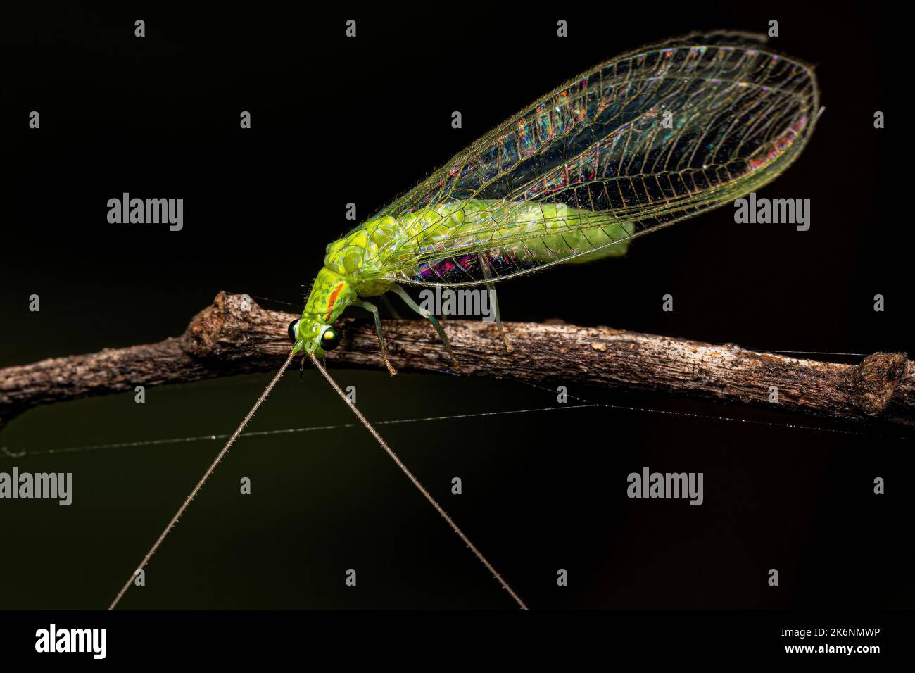 Adult Typical Green Lacewing of the Genus Ceraeochrysa Stock Photo - Alamy