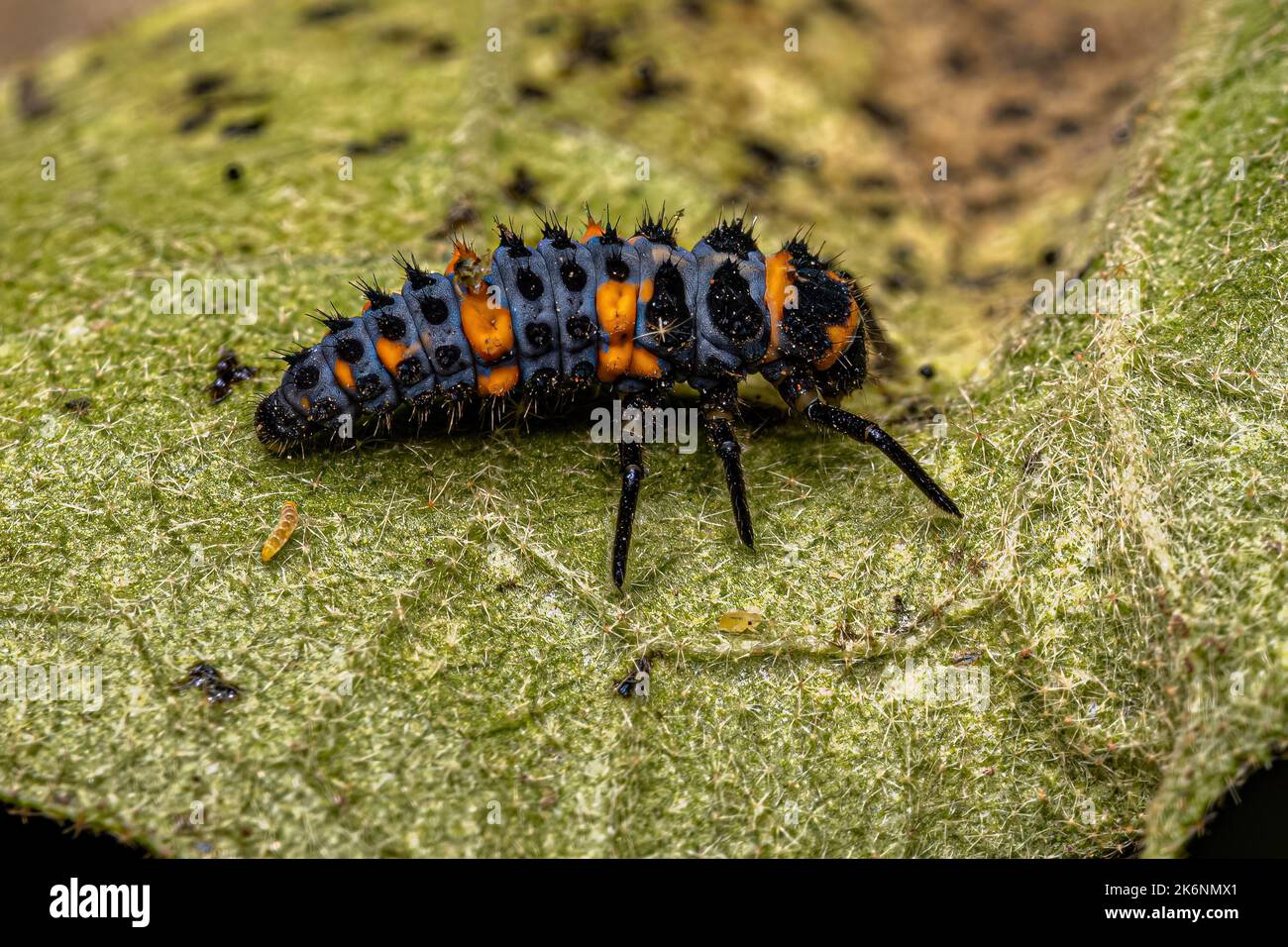 Convergent Lady Beetle Larva of the species Hippodamia convergens Stock ...