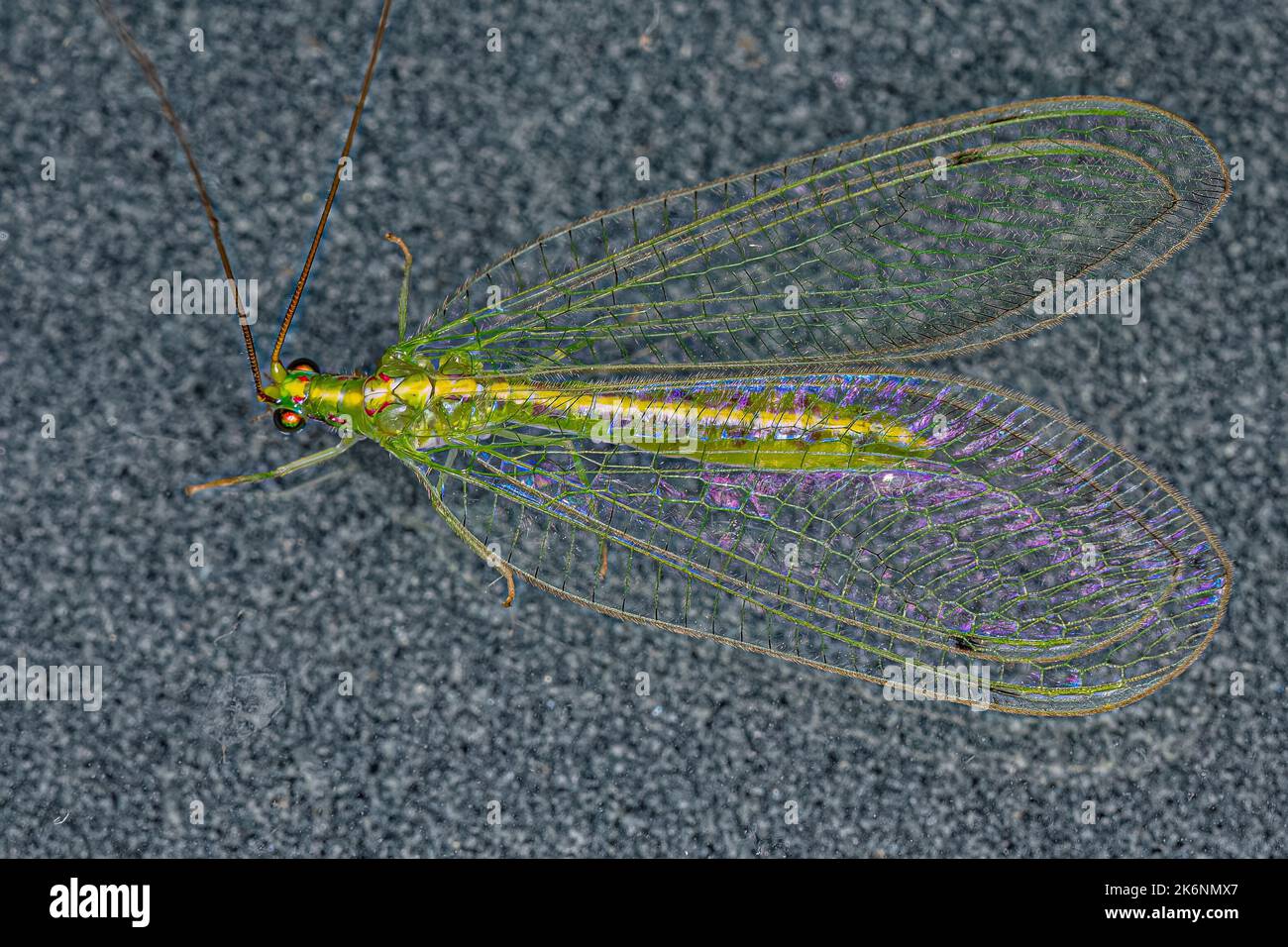 Adult Typical Green Lacewing of the Genus Leucochrysa Stock Photo - Alamy