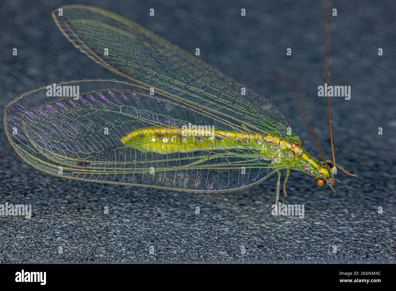 Adult Typical Green Lacewing of the Genus Leucochrysa Stock Photo - Alamy