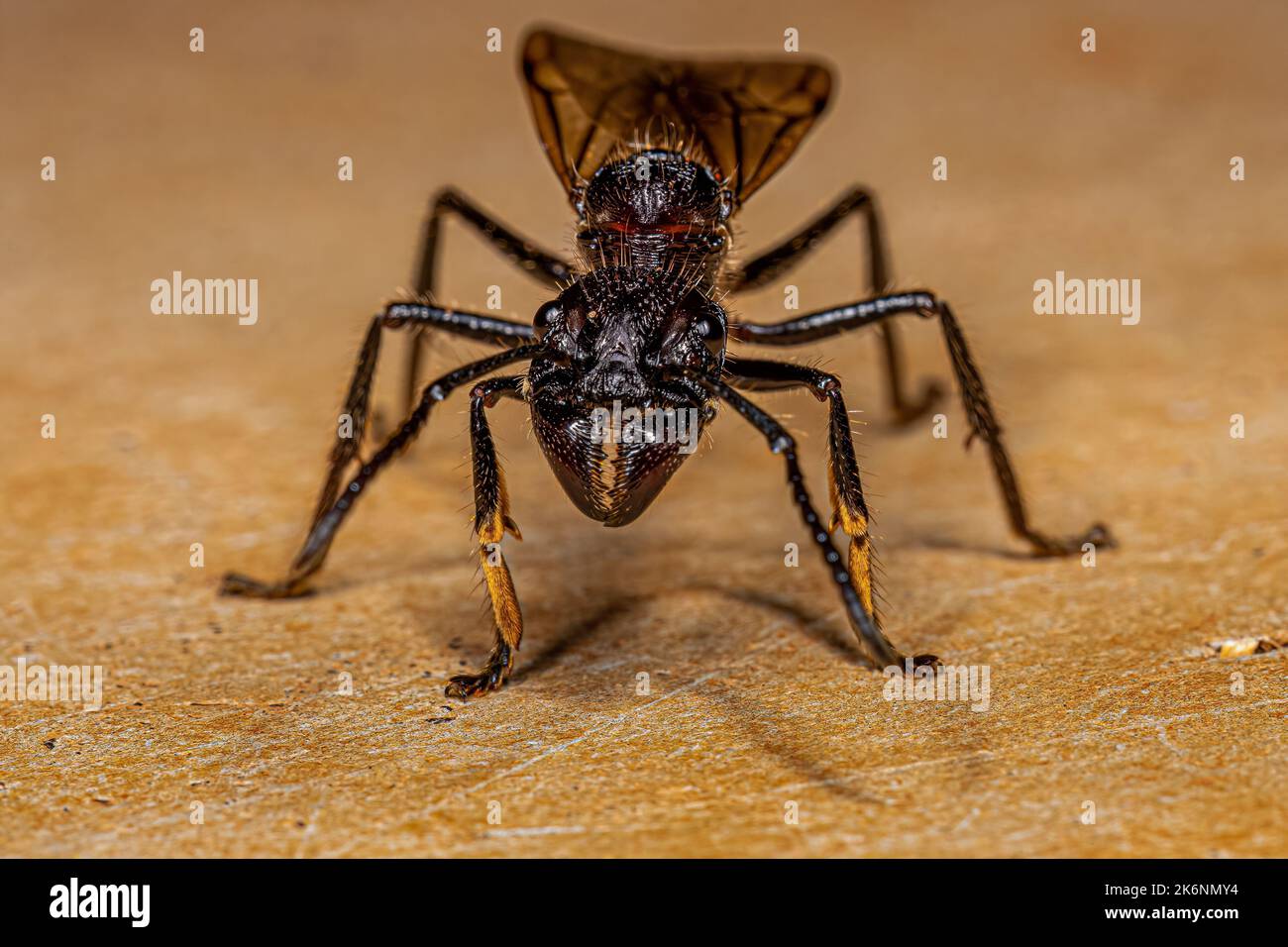 Adult Bullet Ant Queen of the species Paraponera clavata Stock Photo ...