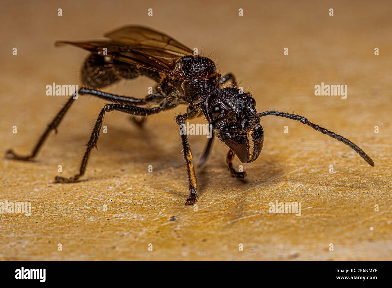 Adult Bullet Ant Queen of the species Paraponera clavata Stock Photo ...
