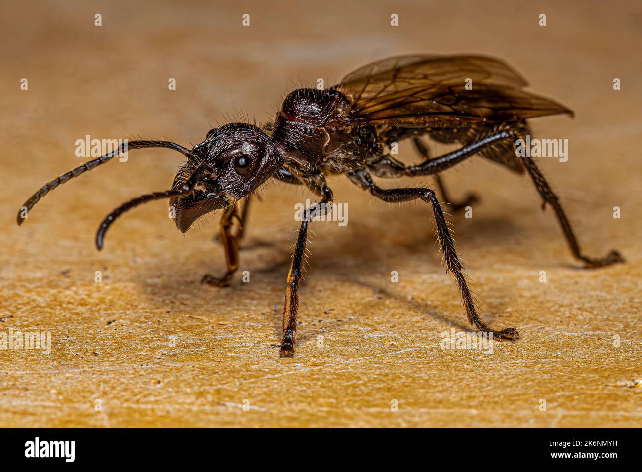 Adult Bullet Ant Queen of the species Paraponera clavata Stock Photo ...